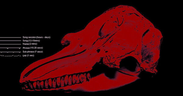 Ghost:Whale - Echo:One | WingsOfDeath.net